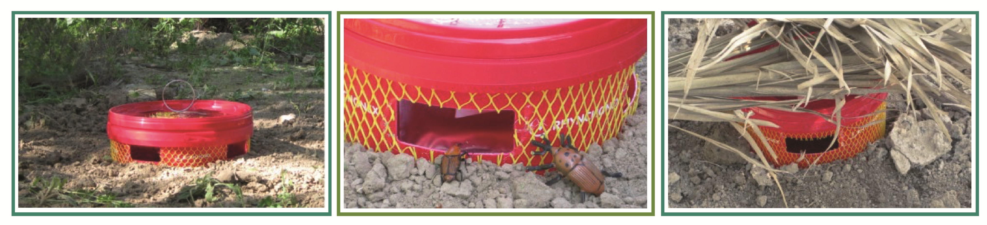 Rhynchophorus ferrugineus| Red palm weevil | ECONEX pheromones and traps